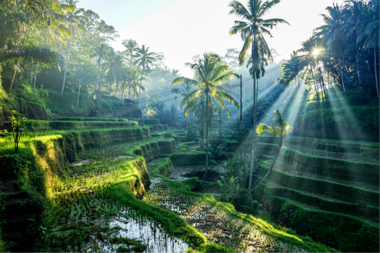 Ubud Travel Guide | Bali, Indonesia | Ministry of Villas